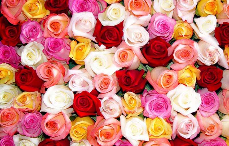 15 Fakta Tentang Mawar yang Belum Anda Tahu | Outerbloom