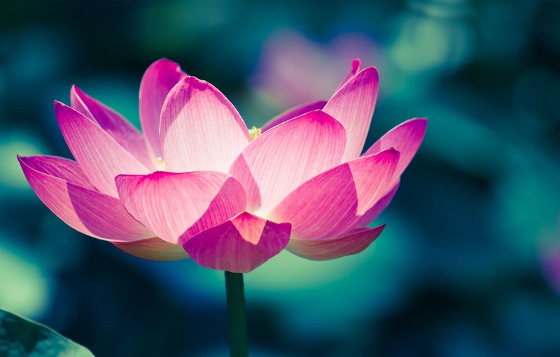 3 Jenis Bunga yang Menjadi Simbol Kedamaian | Outerbloom