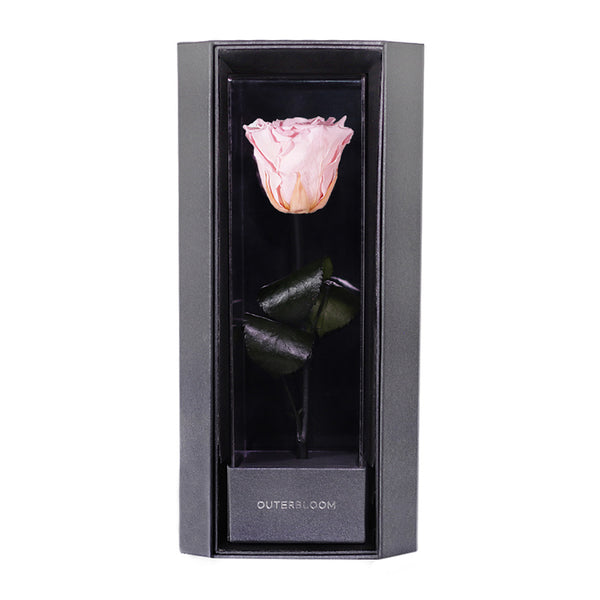 Jual Enchanted Love Pirouette - Innocent Pink Harga Terbaik Maret 2026 ...